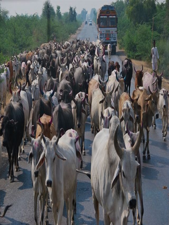 Explore Nagaur Cattle Festival in Rajasthan 2024 - Chandra Raj Mahal